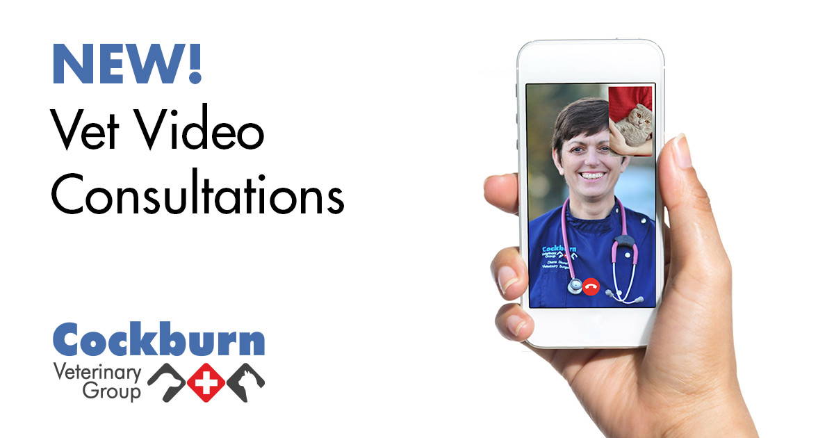 Video Consultations: What will happen during your vet appointment ...