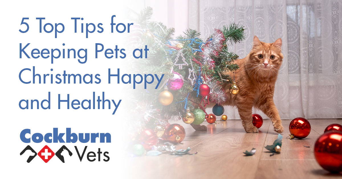 5 Top Tips for Keeping Pets at Christmas Happy and Healthy