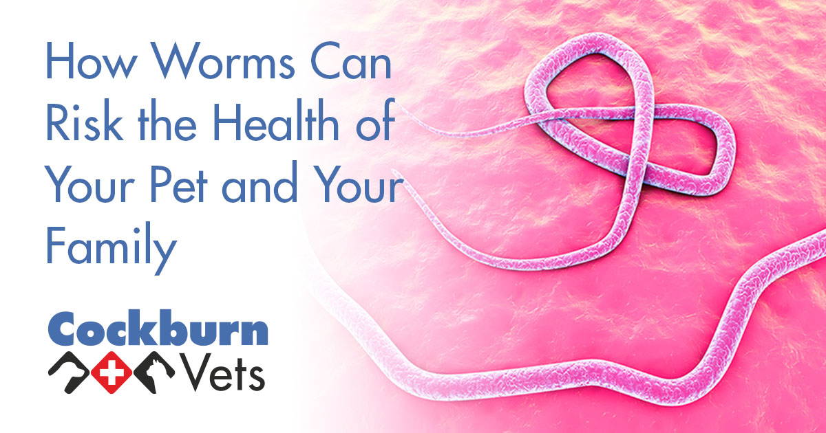 How Worms Can Risk the Health of Your Pet and Your Family