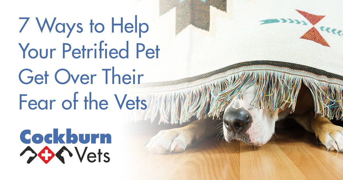 7 ways to help your petrified pet get over their fear of the vets ...