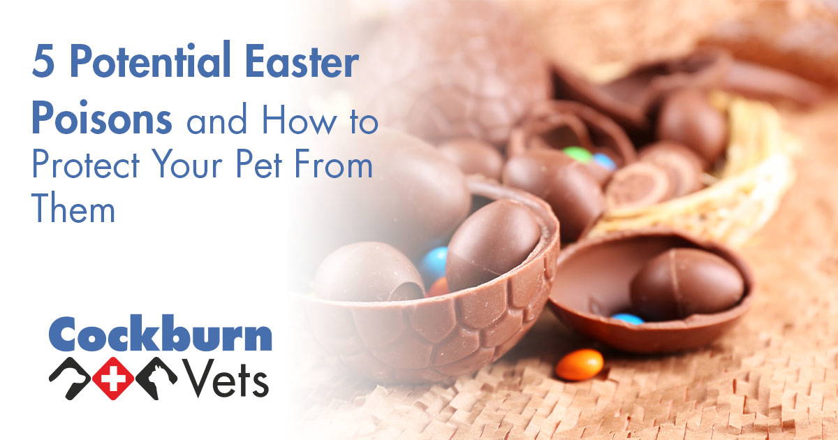 5 Potential Easter Poisons and How to Protect Your Pet