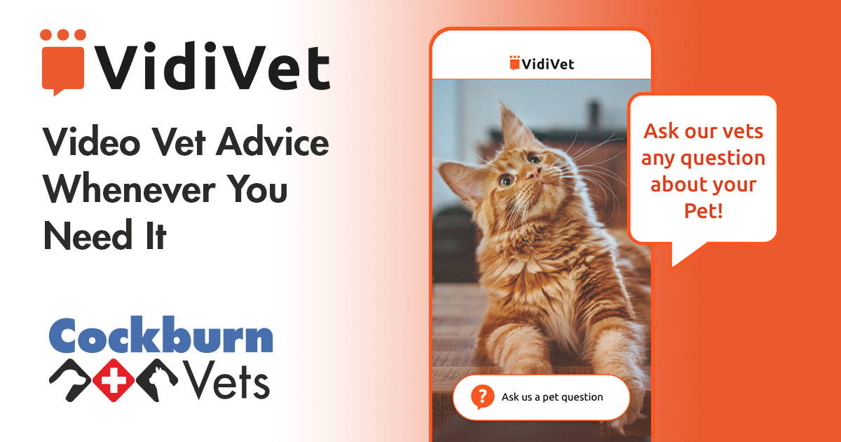 Vidivet | Video Vet Advice Whenever You Need It | Cockburn Vets