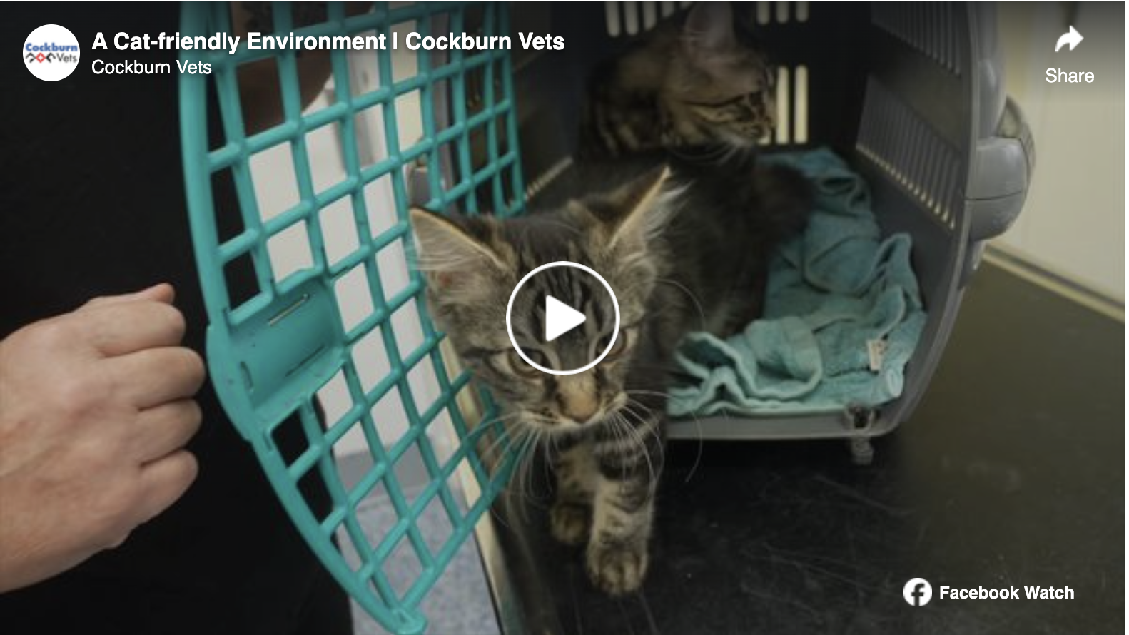 Video: A Cat Friendly Environment - Cockburn Vets