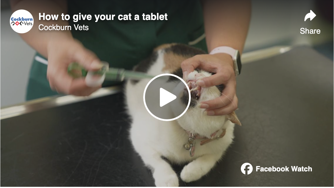 Video: How to give your cat a tablet | Cockburn Vets in Coalville