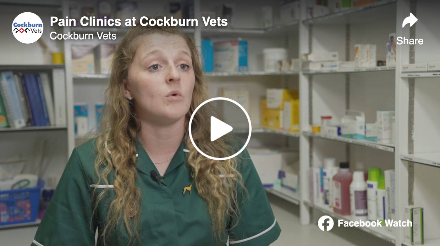 Video: Pain Clinics at Cockburn Vets | Cockburn Vets in Coalville