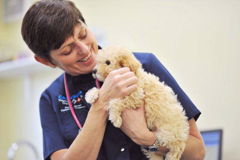 6 Questions to Ask Before Choosing a Vet Near Ashby-de-la-Zouch
