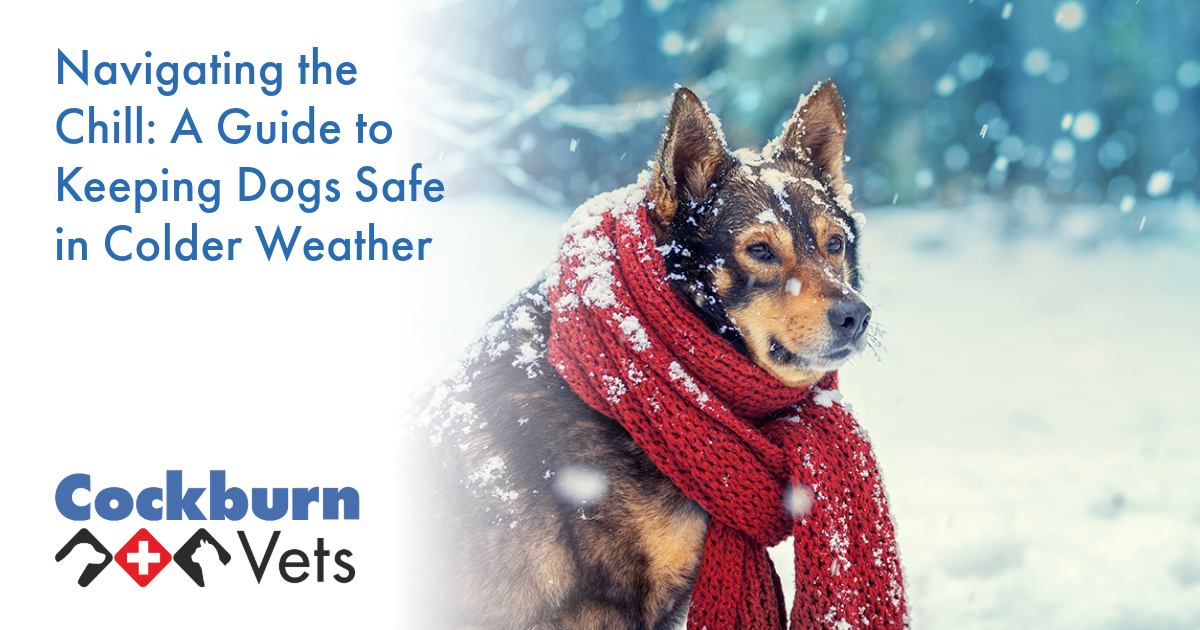 Navigating the Chill: A Guide to Keeping Dogs Safe in Colder Weather ...