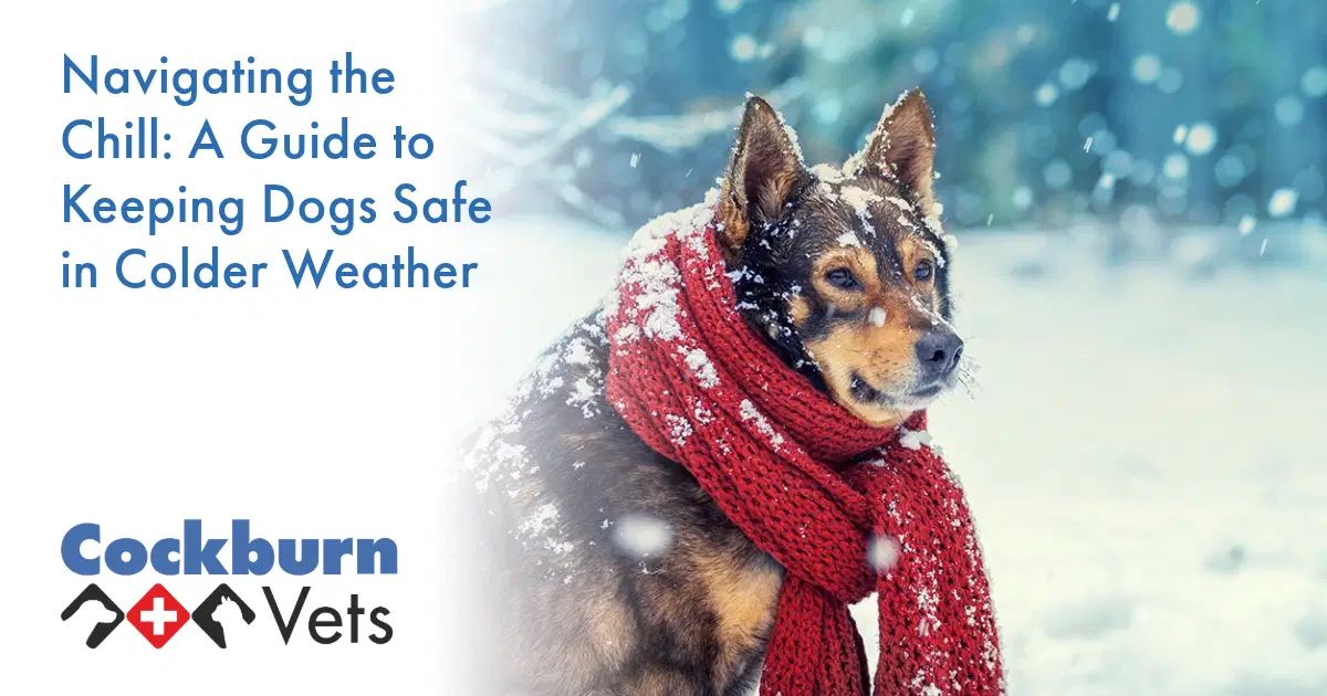 Navigating the Chill: Guide to Keeping Dogs Safe in Cold Weather