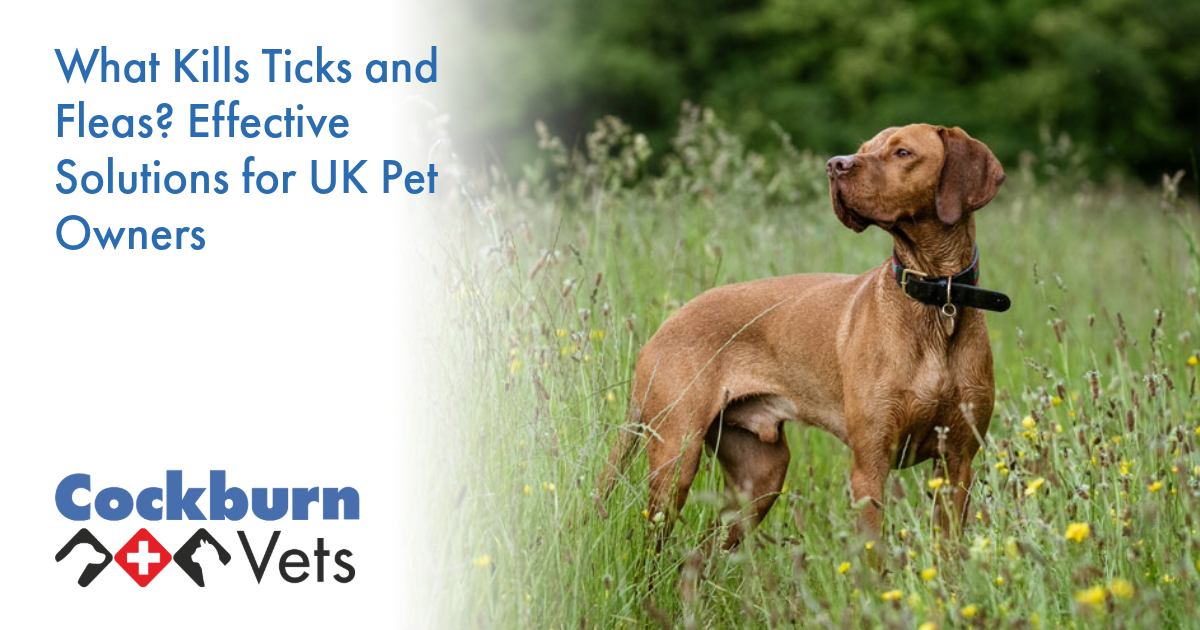 What Kills Ticks and Fleas? Effective Solutions for UK Pet Owners
