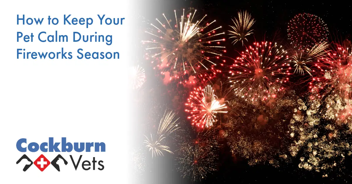 How to Keep Pets Calm During Fireworks Season | Cockburn Vets
